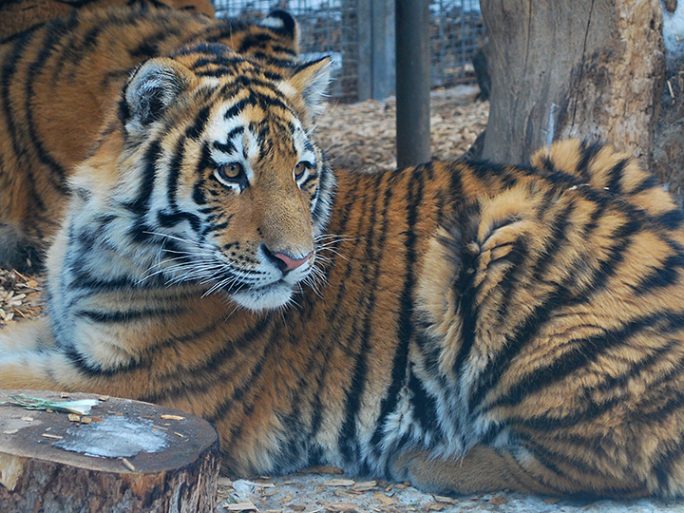 Kitty - LaMontagne Art