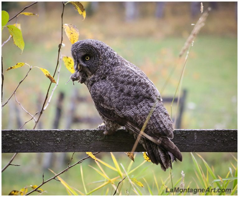 The Great Grey Hunter - LaMontagne Art