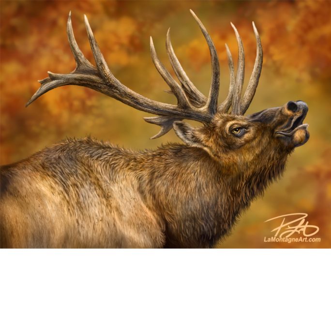 Bugle Boy - LaMontagne Art