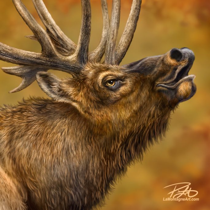 Bugle Boy - LaMontagne Art